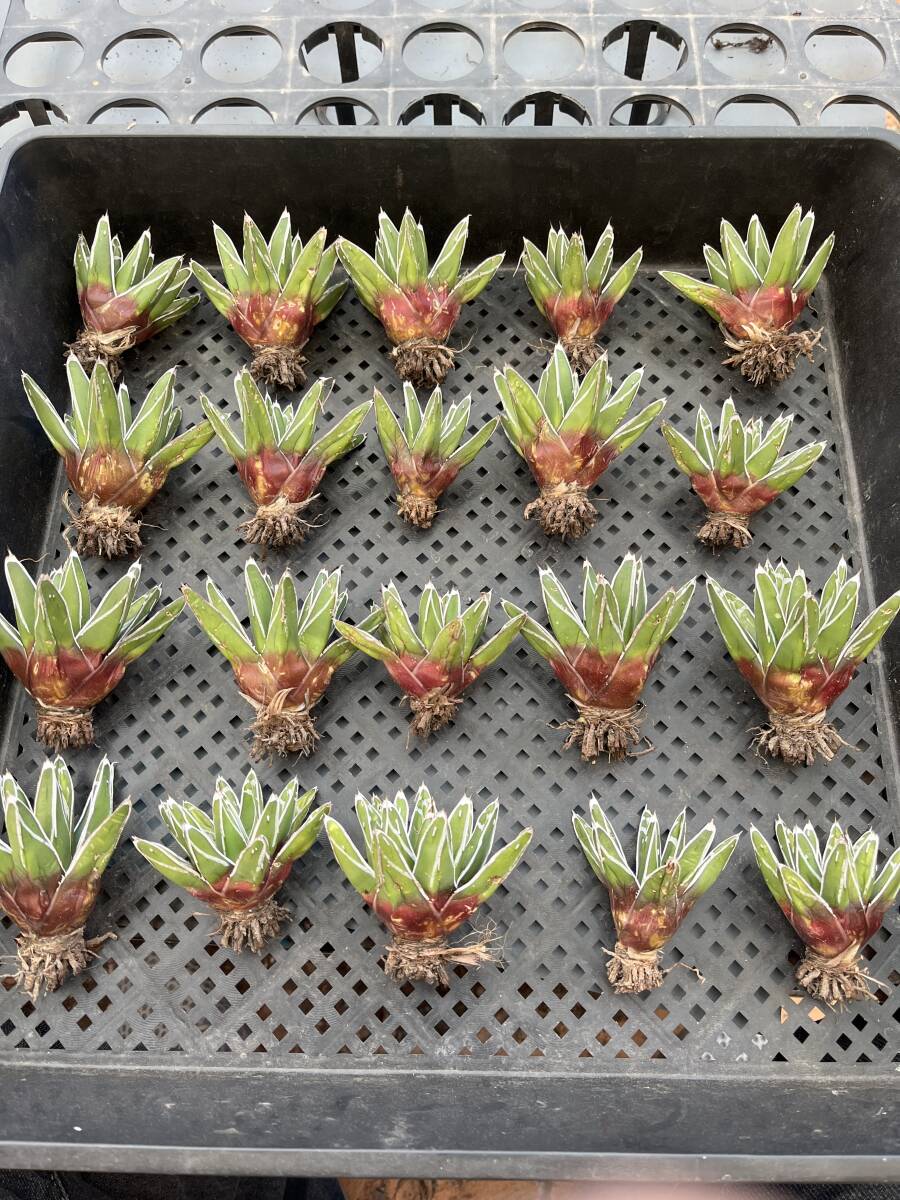 Yahoo!オークション - J31アガベ 多肉植物 笹の雪 ダルマ笹の雪 濃白株...