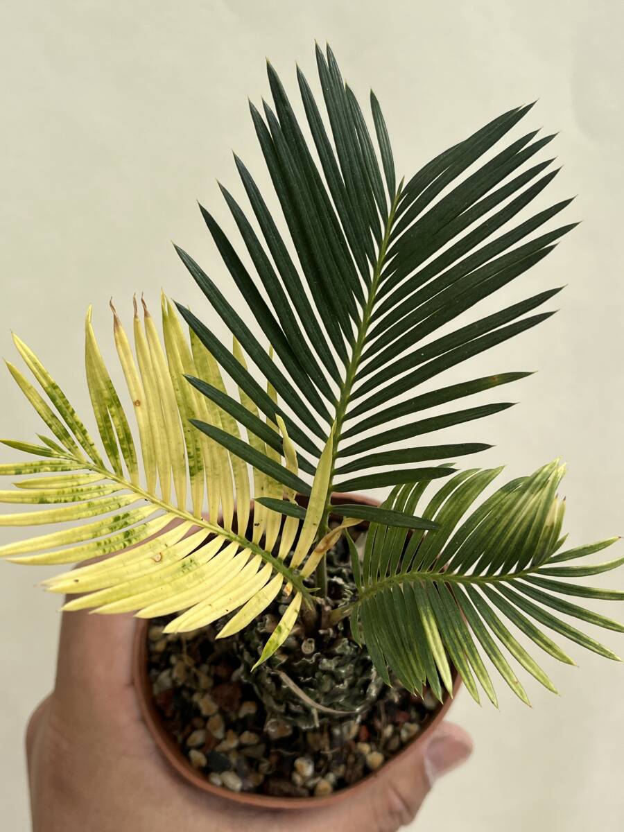 Yahoo!オークション - J23斑入りソテツ 黄斑 蘇鉄 希少