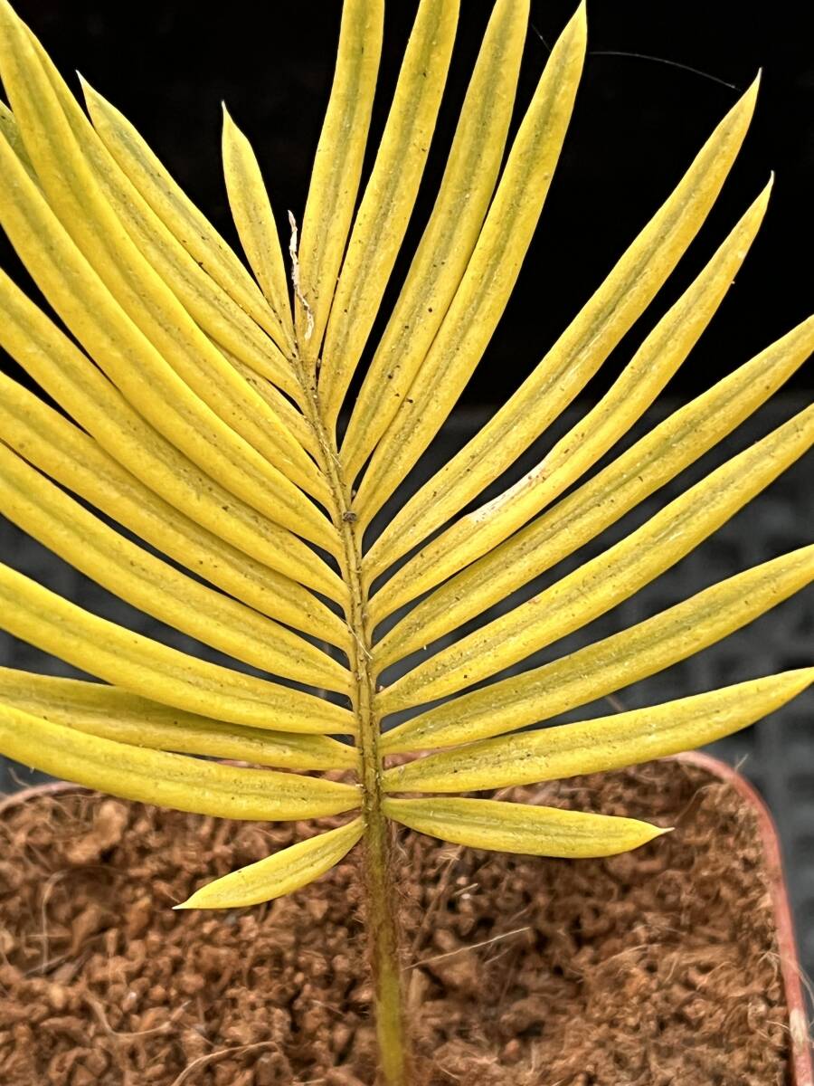 Yahoo!オークション - J37斑入りソテツ 黄斑 蘇鉄 希少 5株同梱