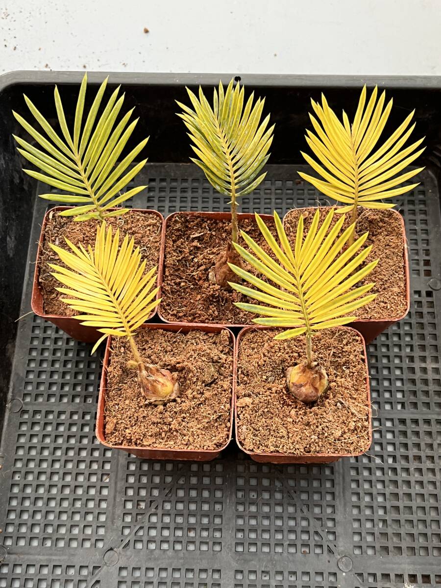 Yahoo!オークション - J37斑入りソテツ 黄斑 蘇鉄 希少 5株同梱