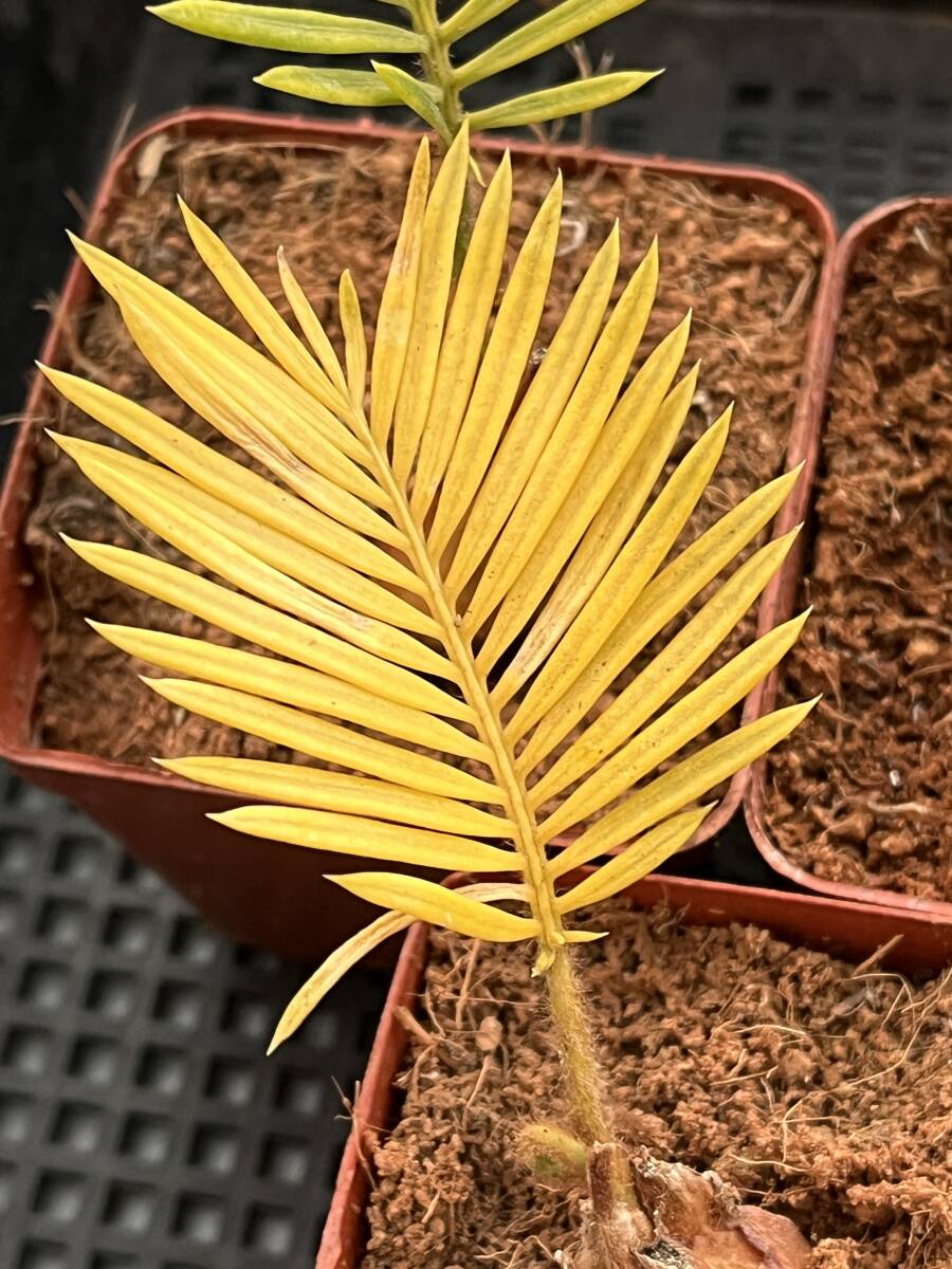 Yahoo!オークション - J37斑入りソテツ 黄斑 蘇鉄 希少 5株同梱