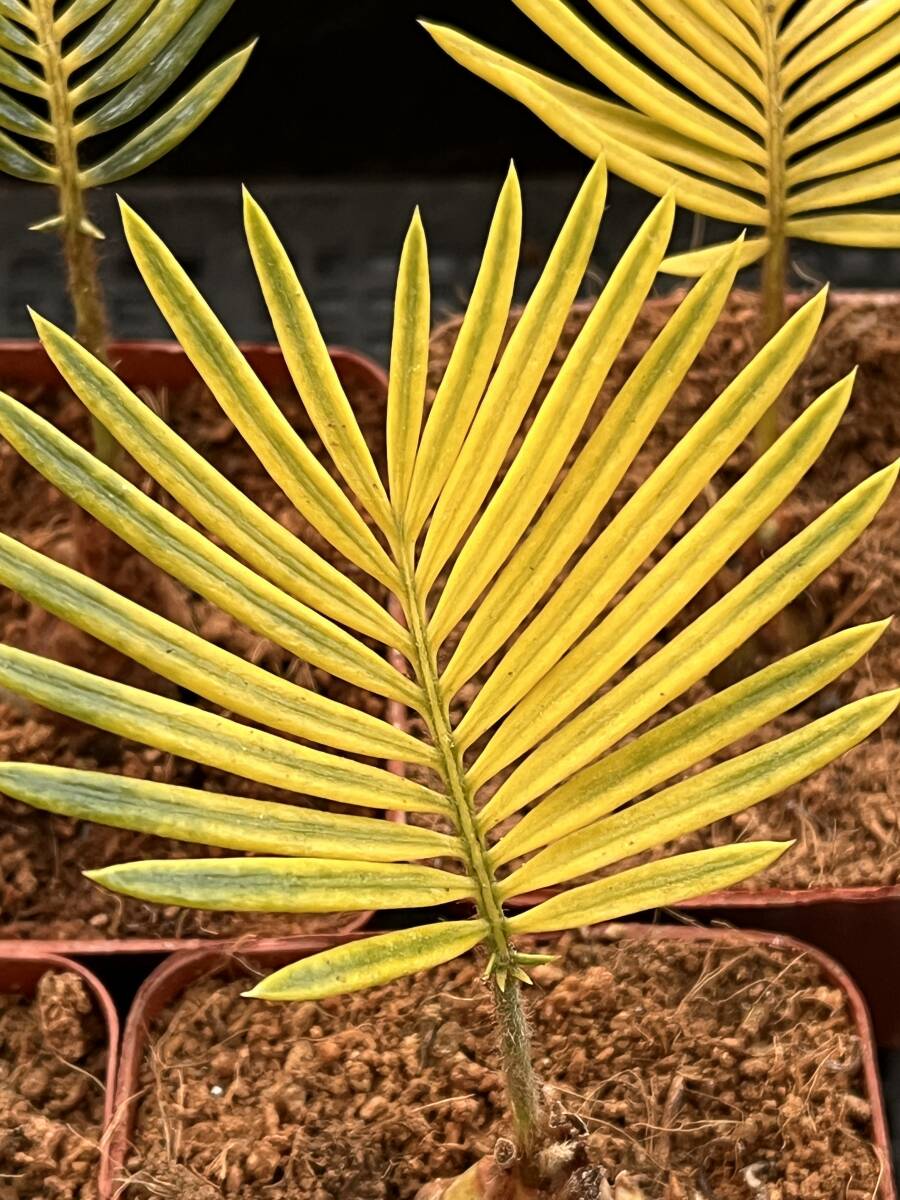 Yahoo!オークション - J37斑入りソテツ 黄斑 蘇鉄 希少 5株同梱