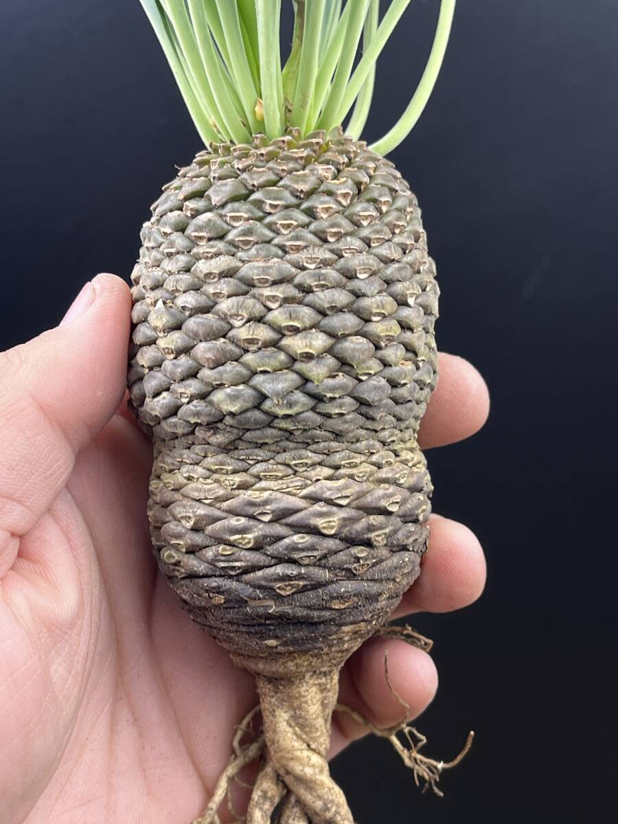 Yahoo!オークション - J73サボテン 多肉植物 ユーホルビア 鉄甲丸 Euph...