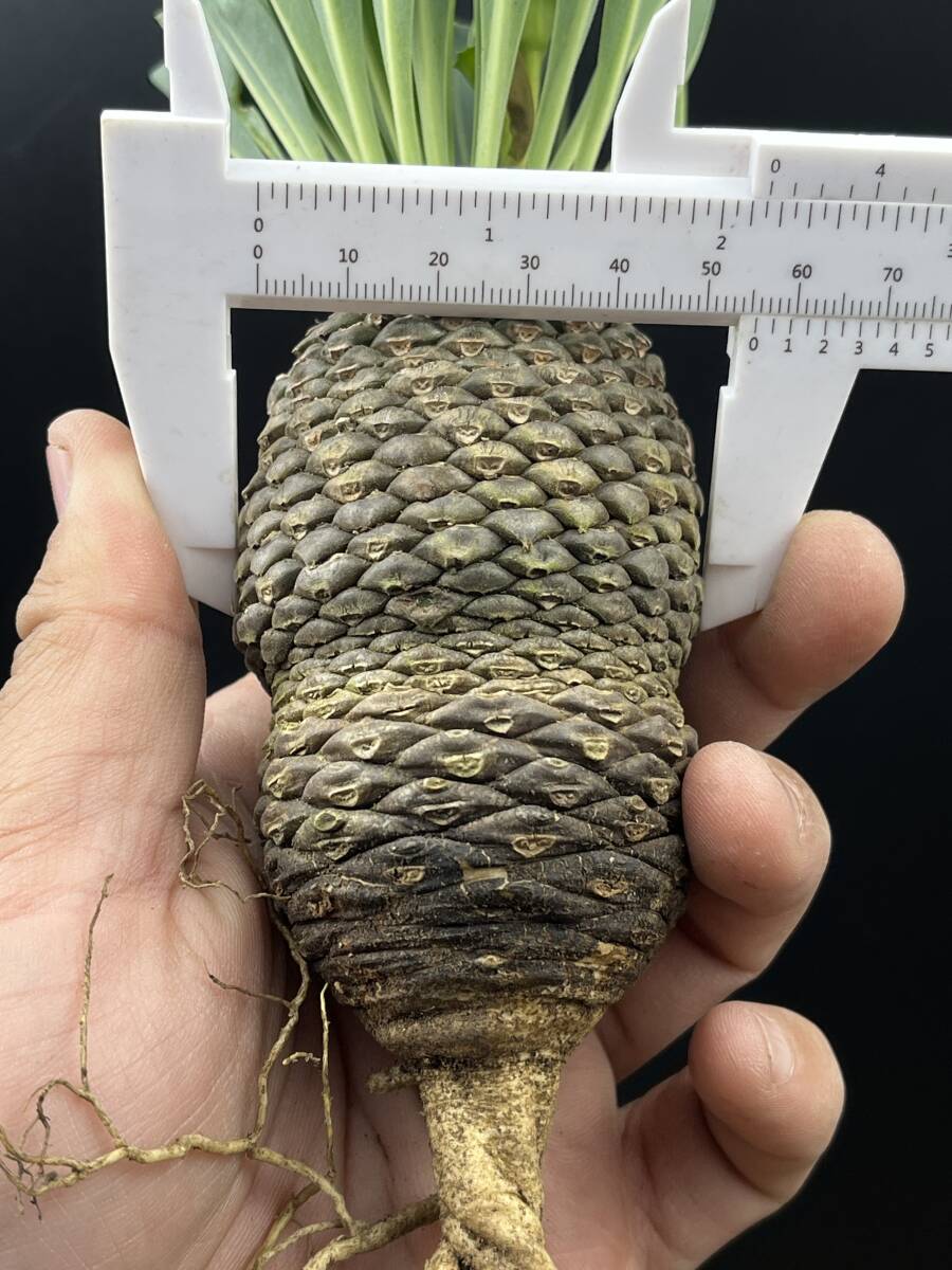 Yahoo!オークション - J73サボテン 多肉植物 ユーホルビア 鉄甲丸 Euph...