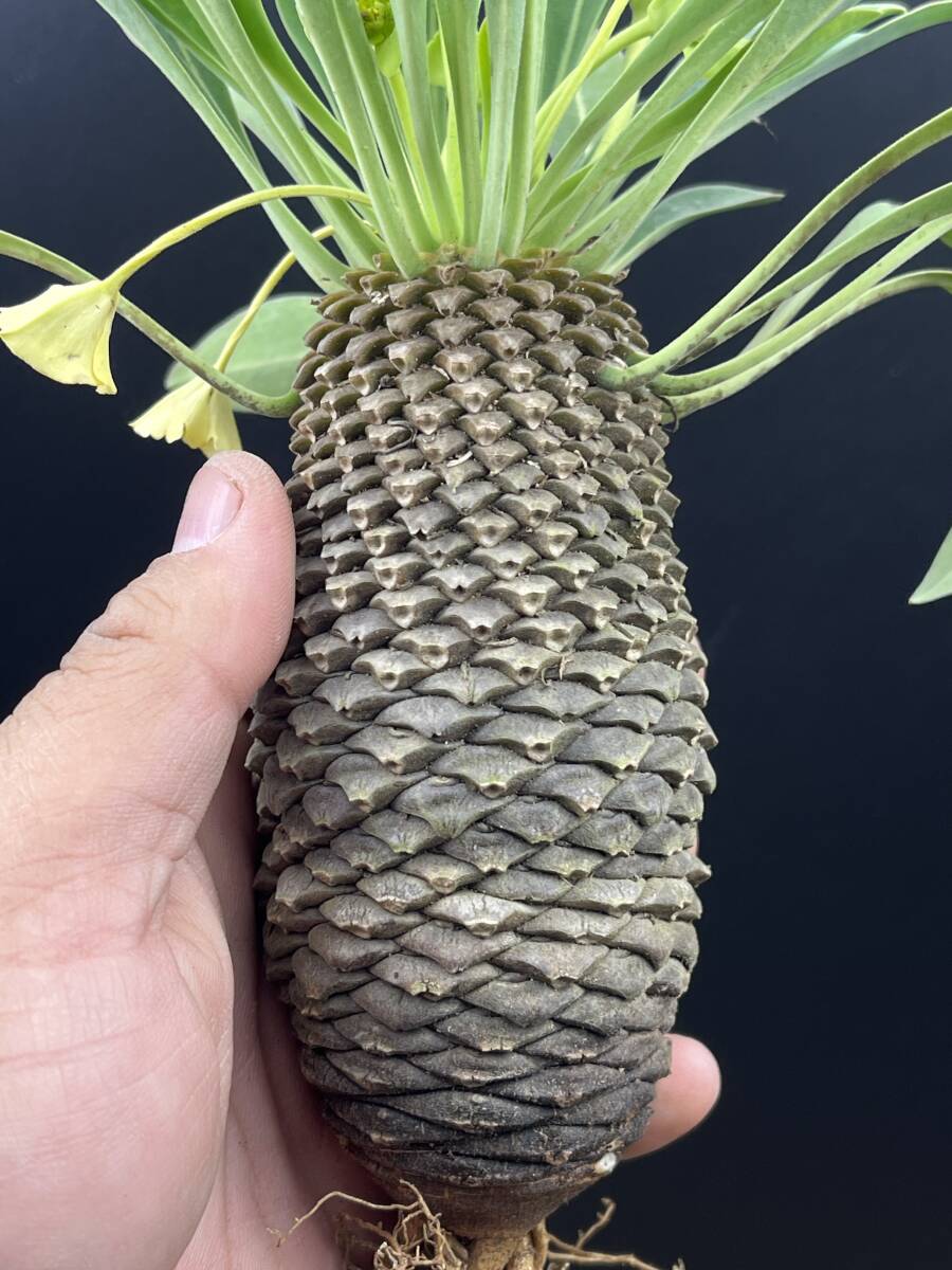 Yahoo!オークション - J74サボテン 多肉植物 ユーホルビア 鉄甲丸 Euph...