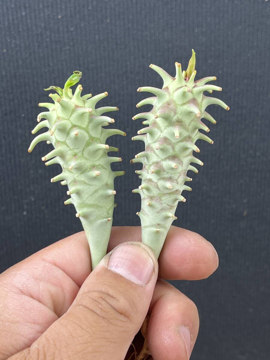 Yahoo!オークション - K90ユーフォルビア ロンギツベルクローサ Euphor...