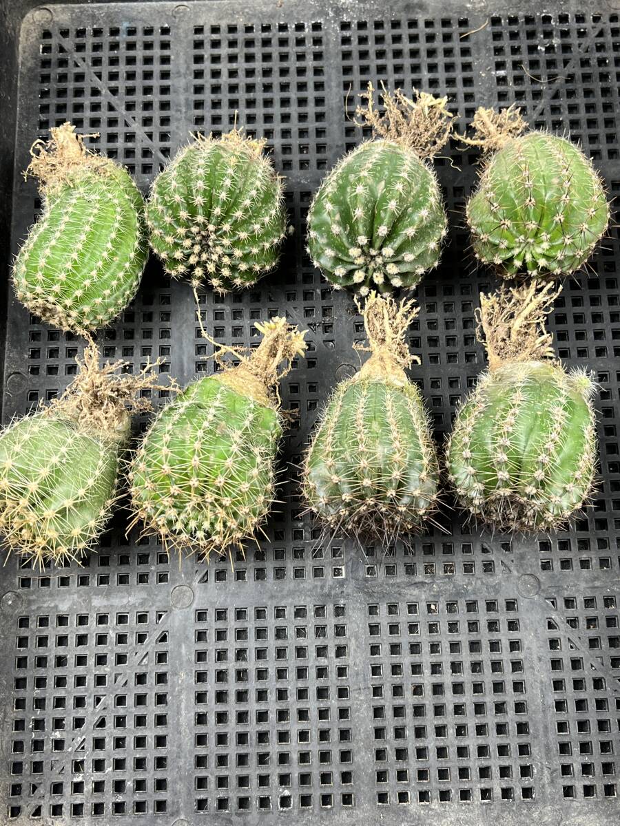 Yahoo!オークション - K54大輪花 サボテン 多肉植物 実生 8株同梱