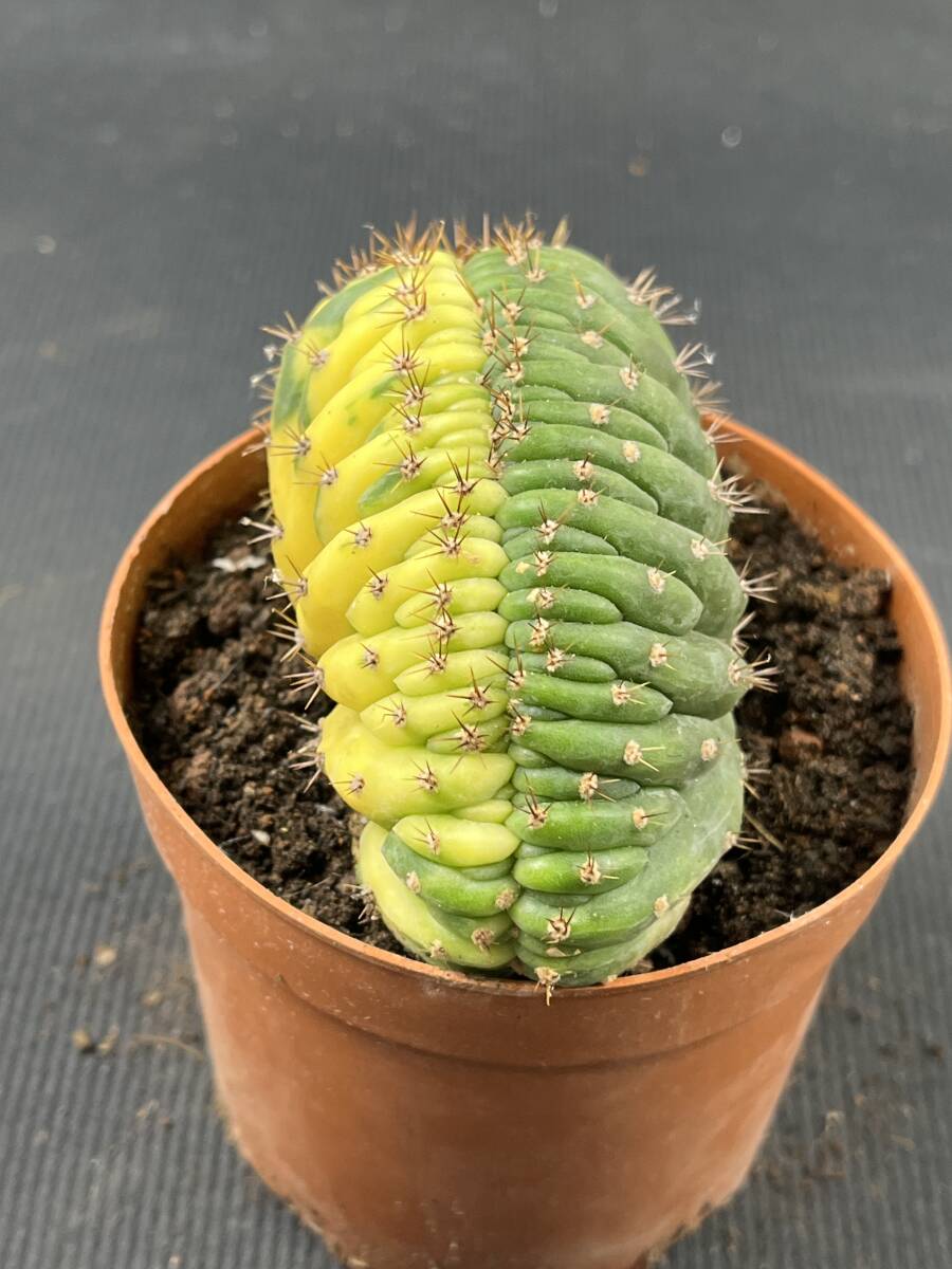 Yahoo!オークション - K33多聞柱綴化錦 トリコケレウス・パチャノイ サ...