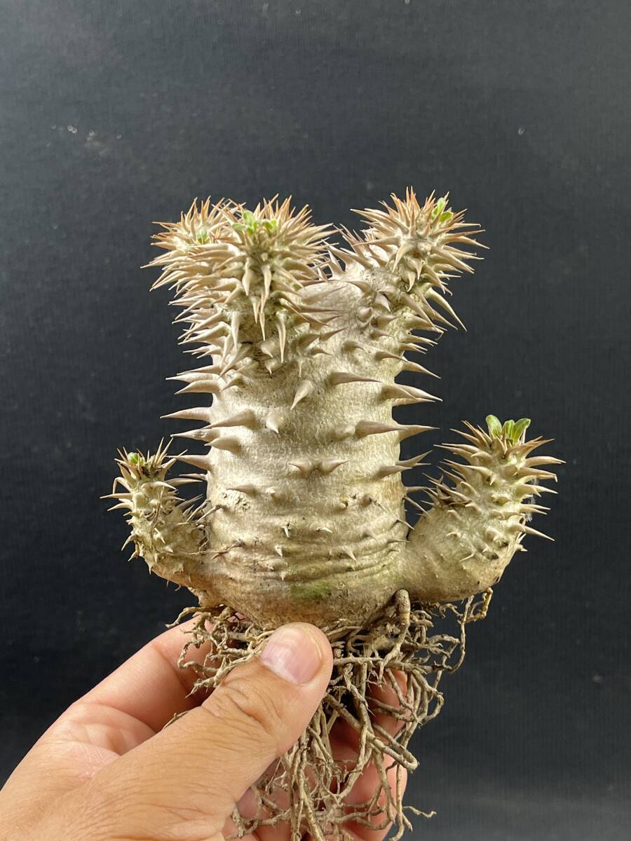 Yahoo!オークション - L38多肉植物 パキポディウム デンシカウレ 実生 ...