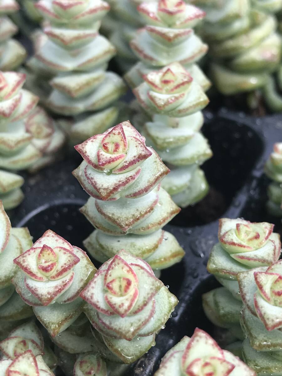 Yahoo!オークション - 105株 P22-2 多肉植物 エケベリア 数珠星 銭串錦...