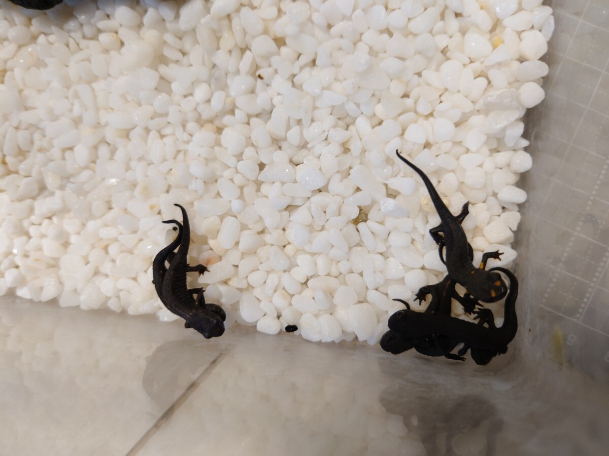 Yahoo!オークション - 2024CB シナイモリ 5匹+死着保証1匹