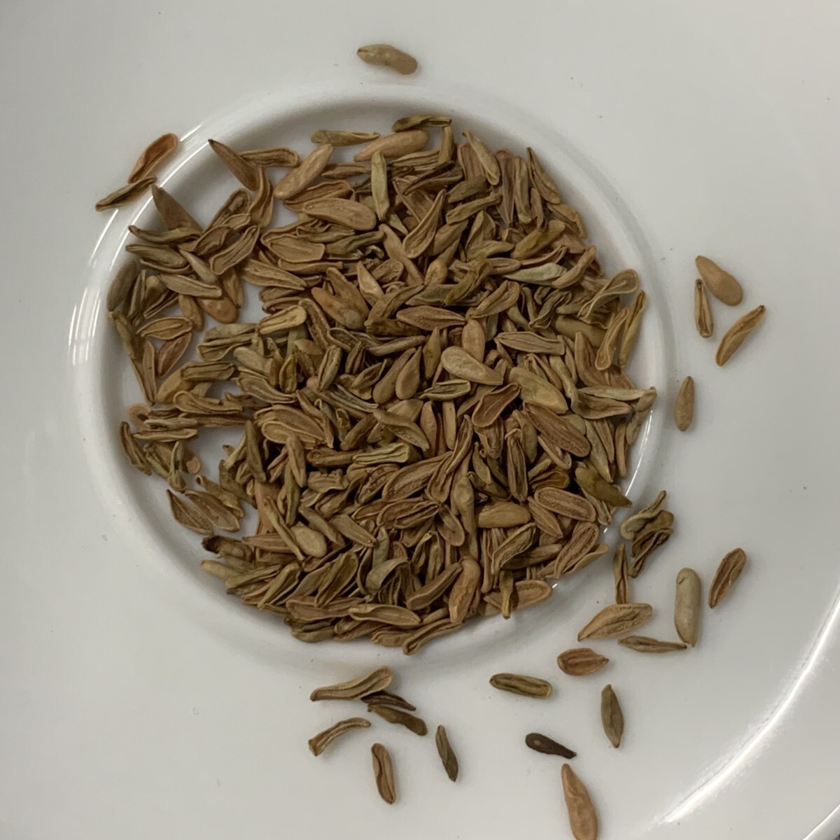 Yahoo!オークション - a39 種子500粒パキポディウムデンシフローラム P...