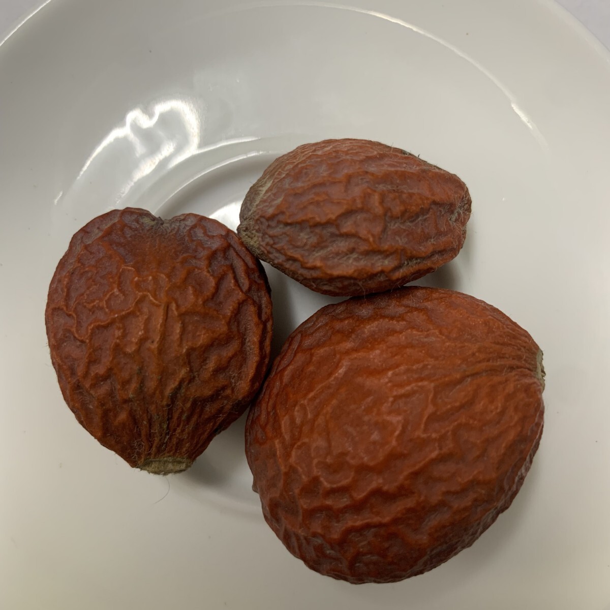 Yahoo!オークション - a98 種子3粒レア ソテツ蘇鉄サイカスムルチピン...