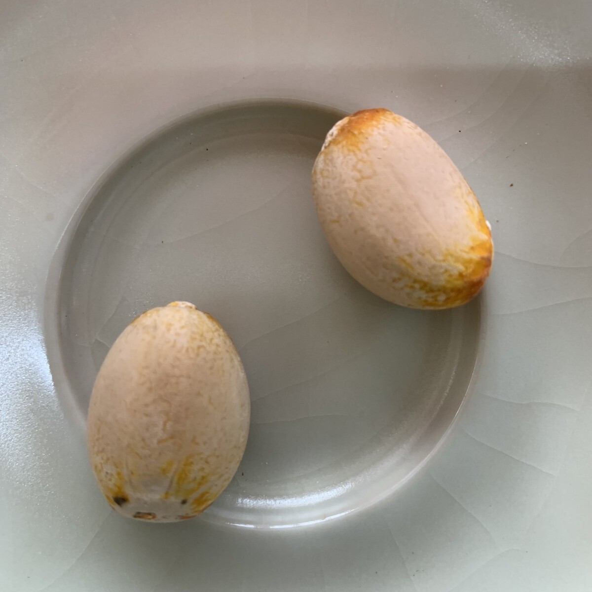 Yahoo!オークション - a163 【 種子】2粒macrozamia secunda マクロザ...