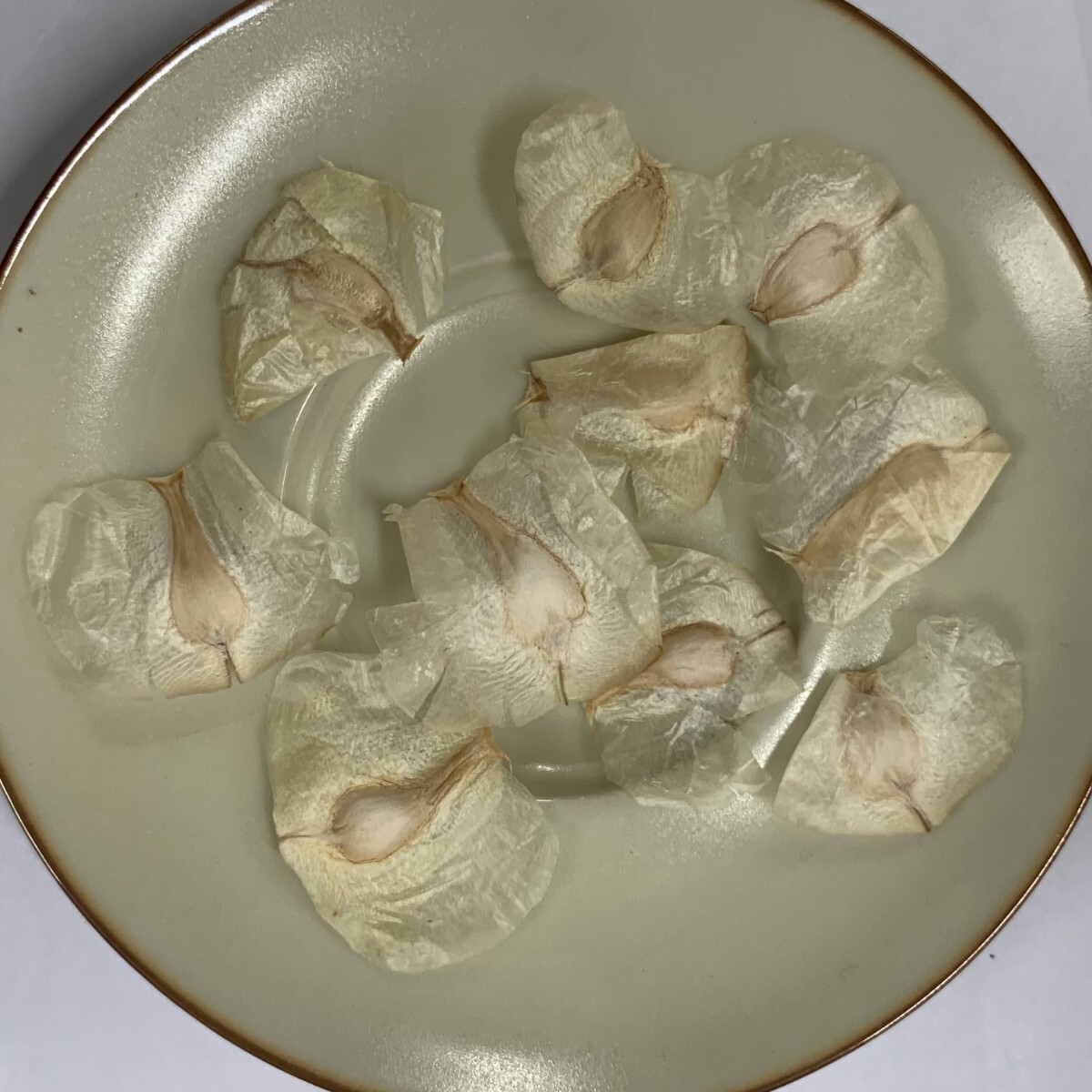 Yahoo!オークション - a189 種子10粒奇想天外 Welwitschia mirabilis ...