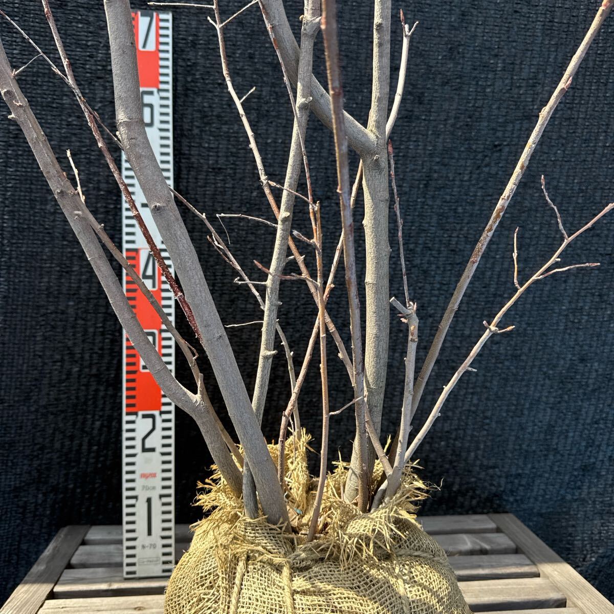 Yahoo!オークション - ジューンベリー/大株【品番3298】