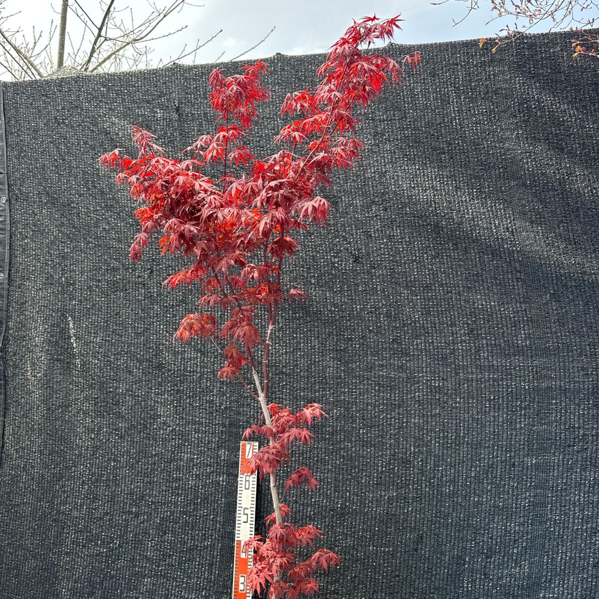 Yahoo!オークション - ノムラモミジ/大株【品番3304】