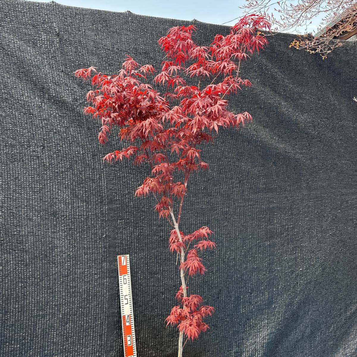 Yahoo!オークション - ノムラモミジ/大株【品番3304】