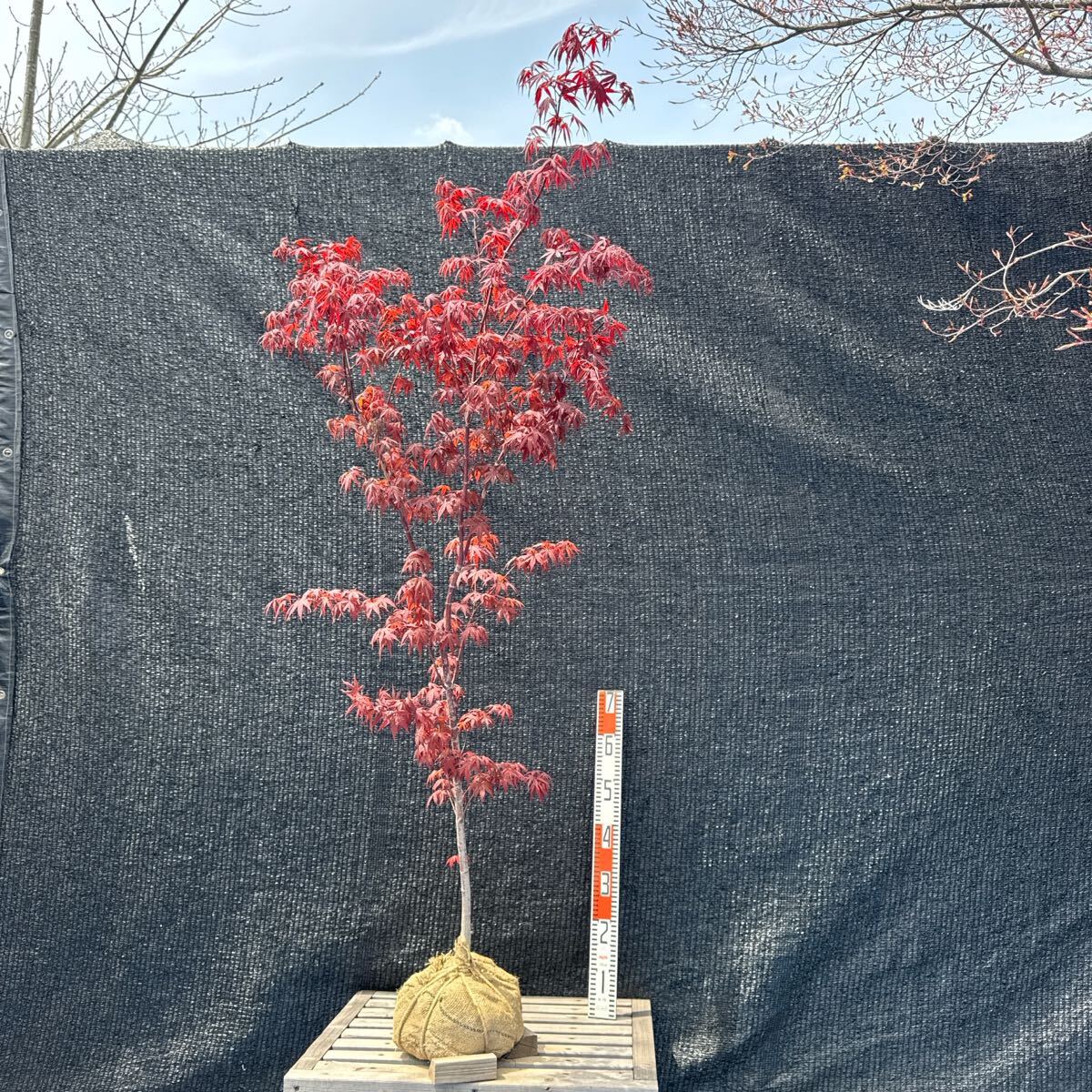 Yahoo!オークション - ノムラモミジ/大株【品番3305】