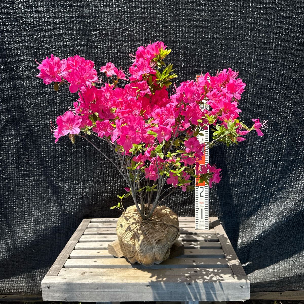 Yahoo!オークション - オオヤマツツジ/飛鳥川絞り【品番3311】