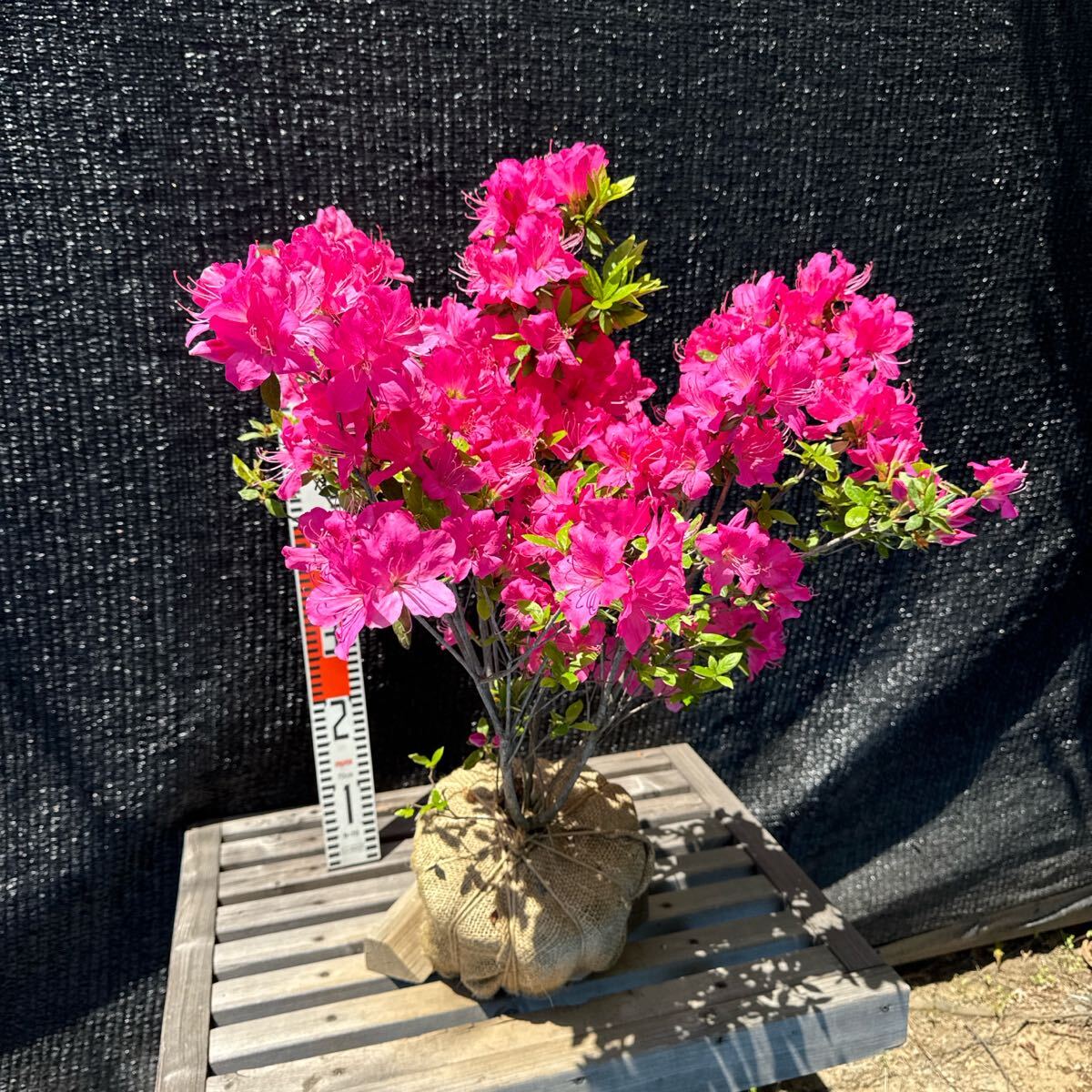 Yahoo!オークション - オオヤマツツジ/飛鳥川絞り【品番3311】