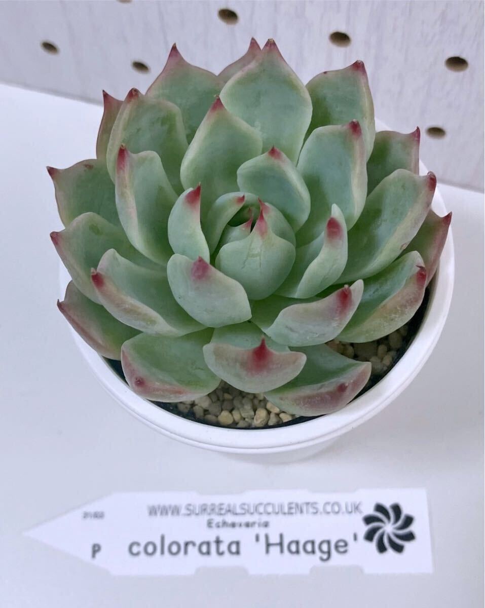 Yahoo!オークション - colorata 'Haage' Surreal Succulentsさん苗 札...