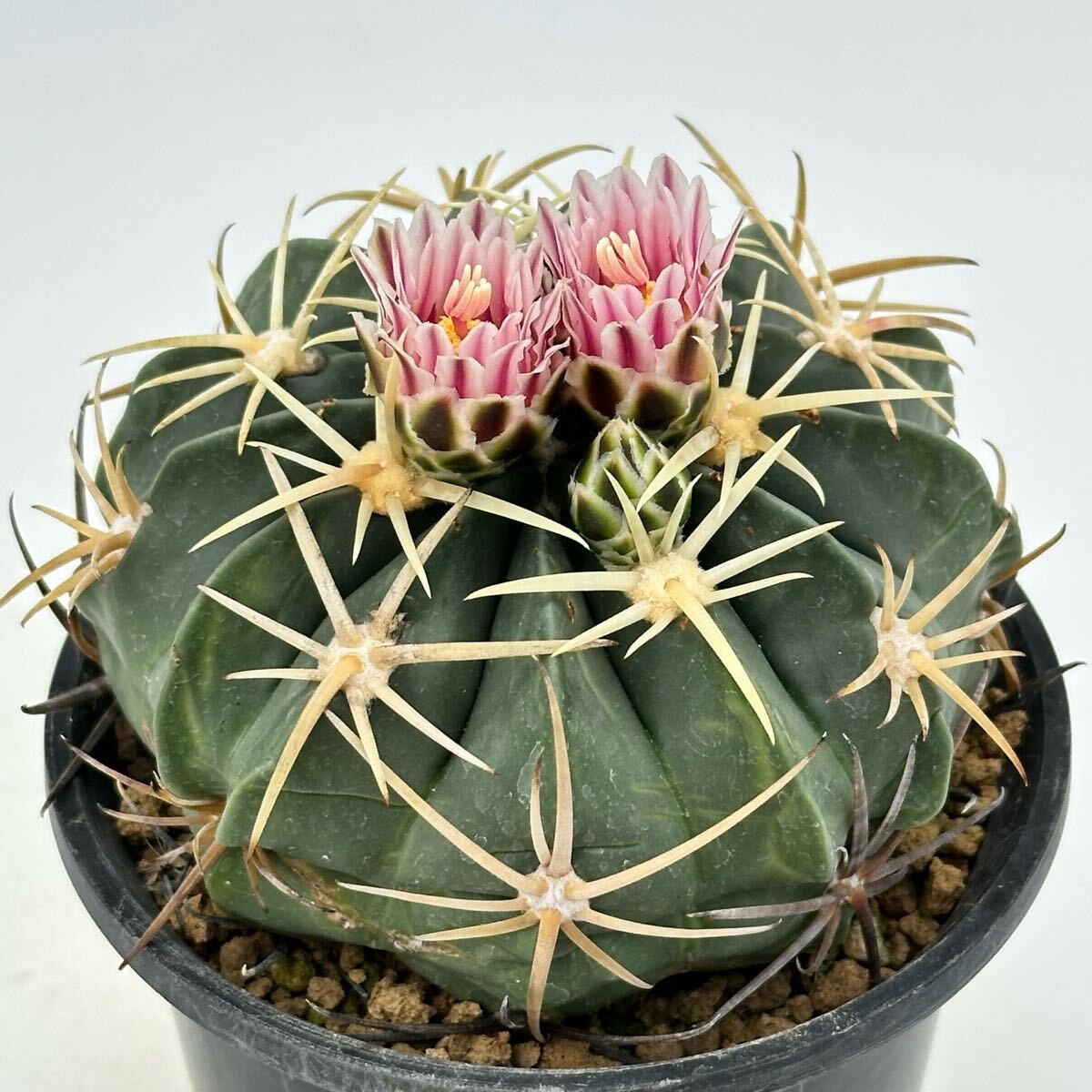 Yahoo!オークション - フェロカクタス 天城 サボテン・多肉植物 CACTI...