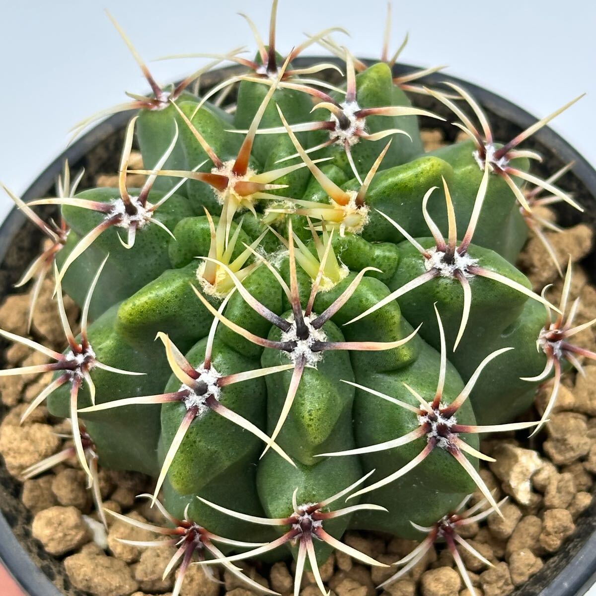 Yahoo!オークション - ギムノカリキウム アチラセンセ サボテン・多肉...