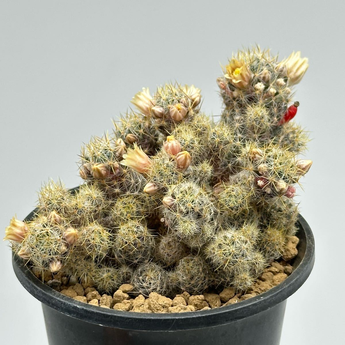 Yahoo!オークション - マミラリア 金松玉 サボテン・多肉植物 CACTI7 ...