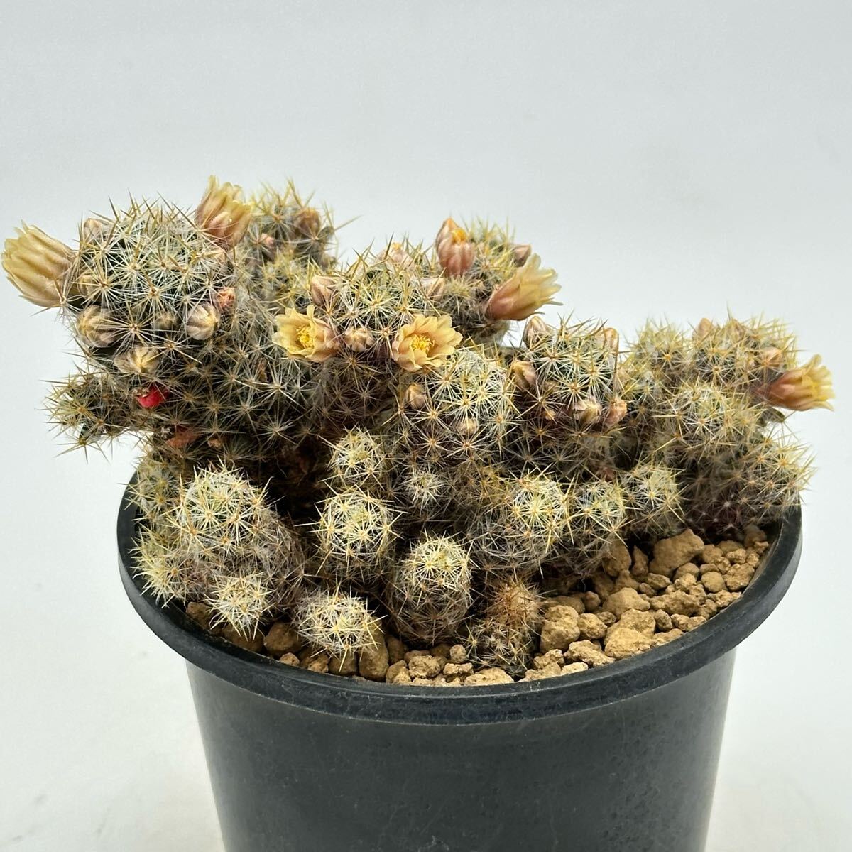 Yahoo!オークション - マミラリア 金松玉 サボテン・多肉植物 CACTI7 ...