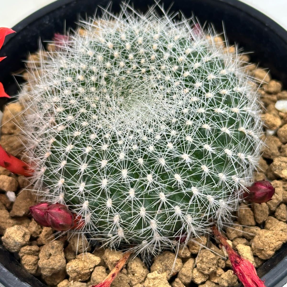 Yahoo!オークション - レブチア 宝山 サボテン・多肉植物 CACTI7 1707