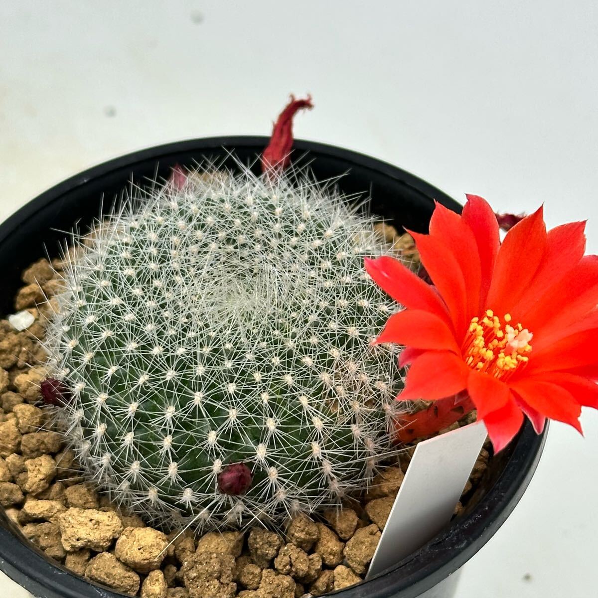 Yahoo!オークション - レブチア 宝山 サボテン・多肉植物 CACTI7 1707