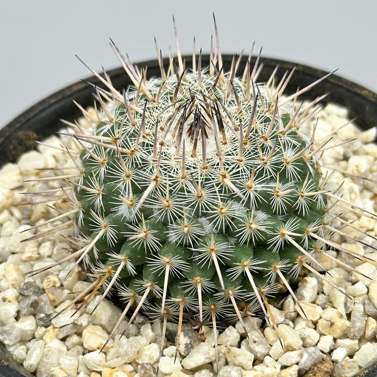Yahoo!オークション - マミラリア アザラシ サボテン・多肉植物 CACTI...