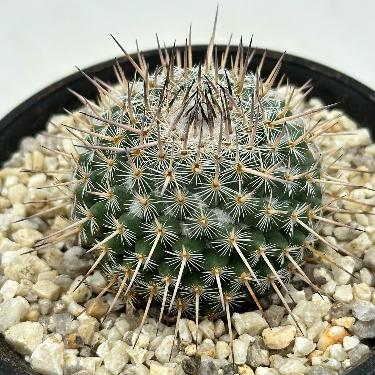 Yahoo!オークション - マミラリア アザラシ サボテン・多肉植物 CACTI...