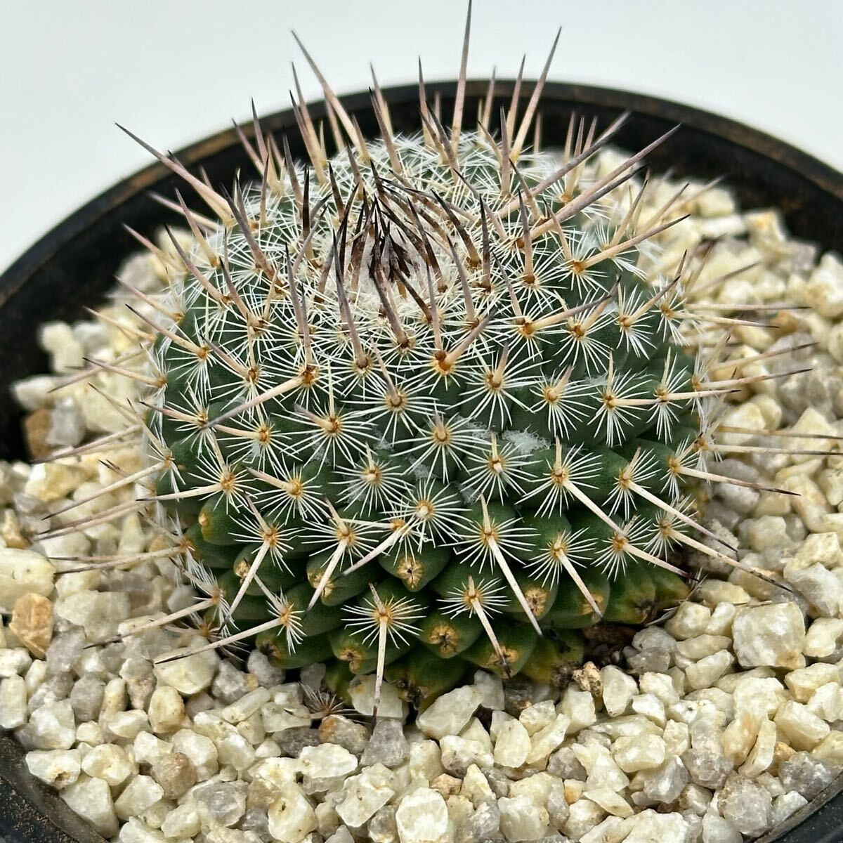 Yahoo!オークション - マミラリア アザラシ サボテン・多肉植物 CACTI...
