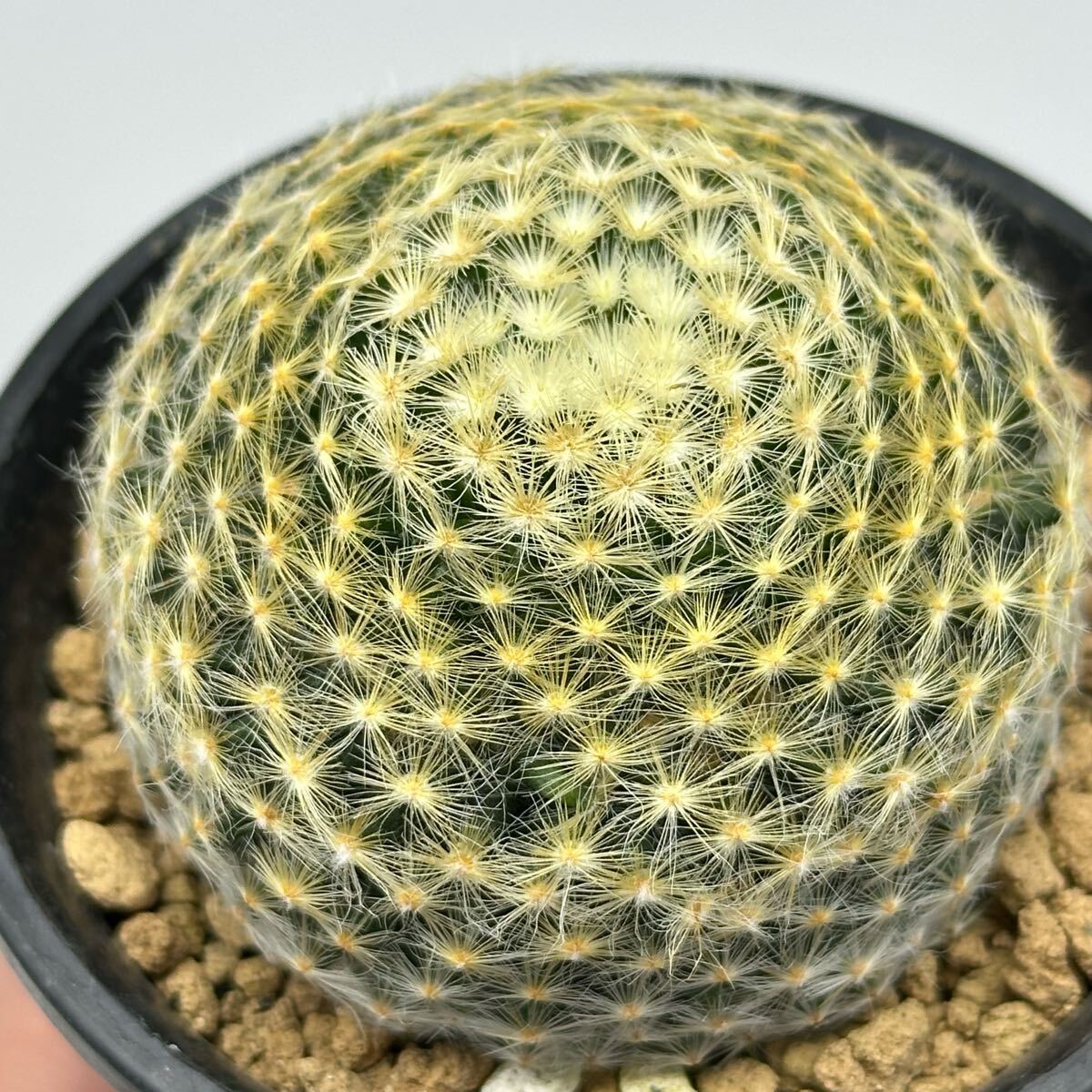 Yahoo!オークション - マミラリア 明星 サボテン・多肉植物 CACTI7 59...