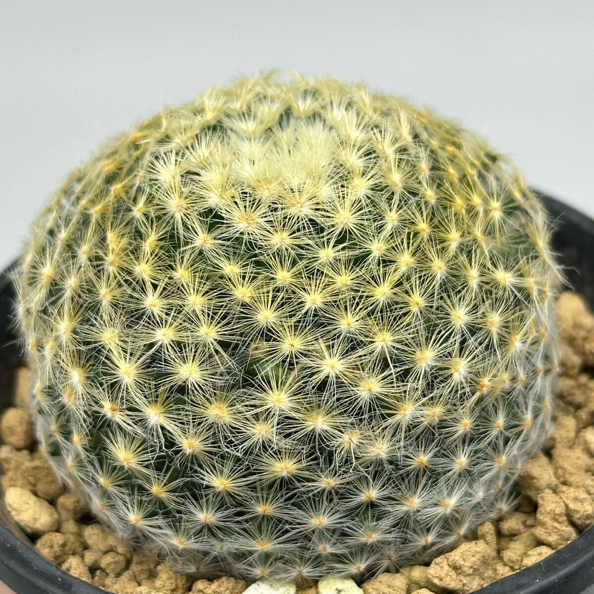 Yahoo!オークション - マミラリア 明星 サボテン・多肉植物 CACTI7 59...