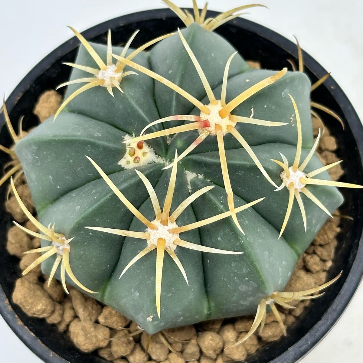 Yahoo!オークション - フェロカクタス 赤城 サボテン・多肉植物 CACTI...