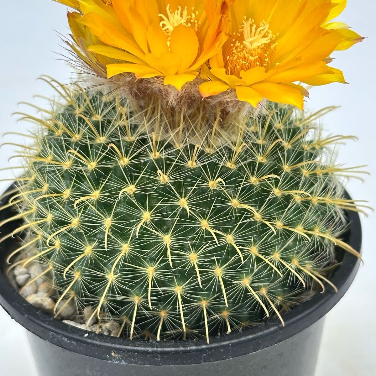 Yahoo!オークション - パロジア 錦繍玉 サボテン・多肉植物 CACTI7 33...