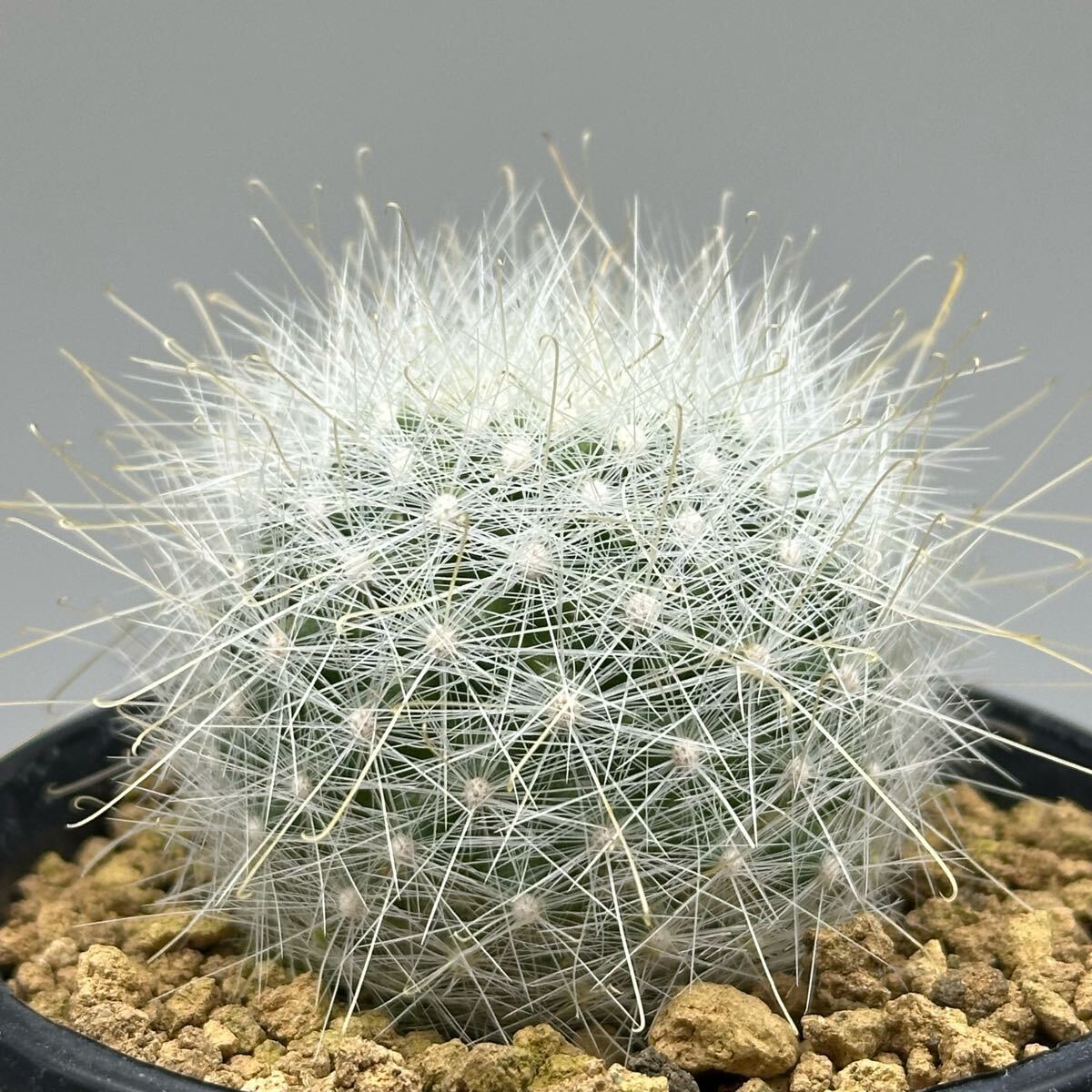 Yahoo!オークション - マミロプシス 月宮殿 サボテン・多肉植物 CACTI...