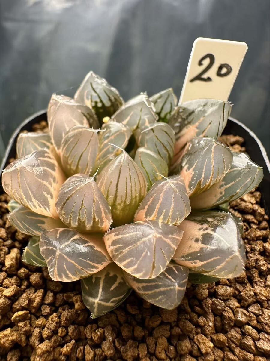 20 ハオルチア 多肉植物 ローズゴールドオブツーサ錦糊斑 自家 20 ハオルチア 多肉植物 ローズゴールドオブツーサ錦糊斑 自家