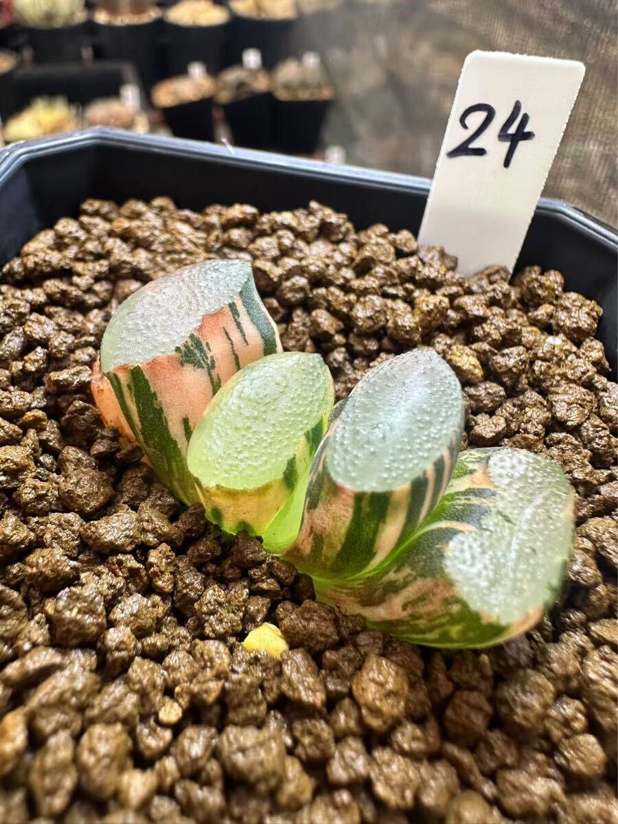 24 ハオルチア 多肉植物 ブルーレンズ玉扇錦 自家繁殖 抜き苗 24 ハオルチア 多肉植物 ブルーレンズ玉扇錦 自家繁殖 抜き苗
