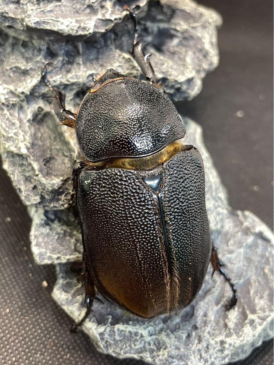 Yahoo!オークション - 【死着補償】ネプチューンオオカブト ♀71.2 CBF...