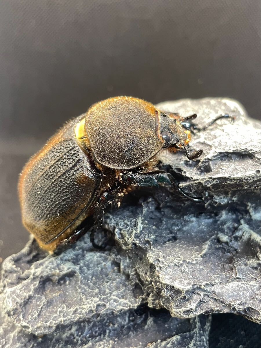 Yahoo!オークション - 【死着補償】ヘラクレスリッキー ♀67.1 CBF2 2...