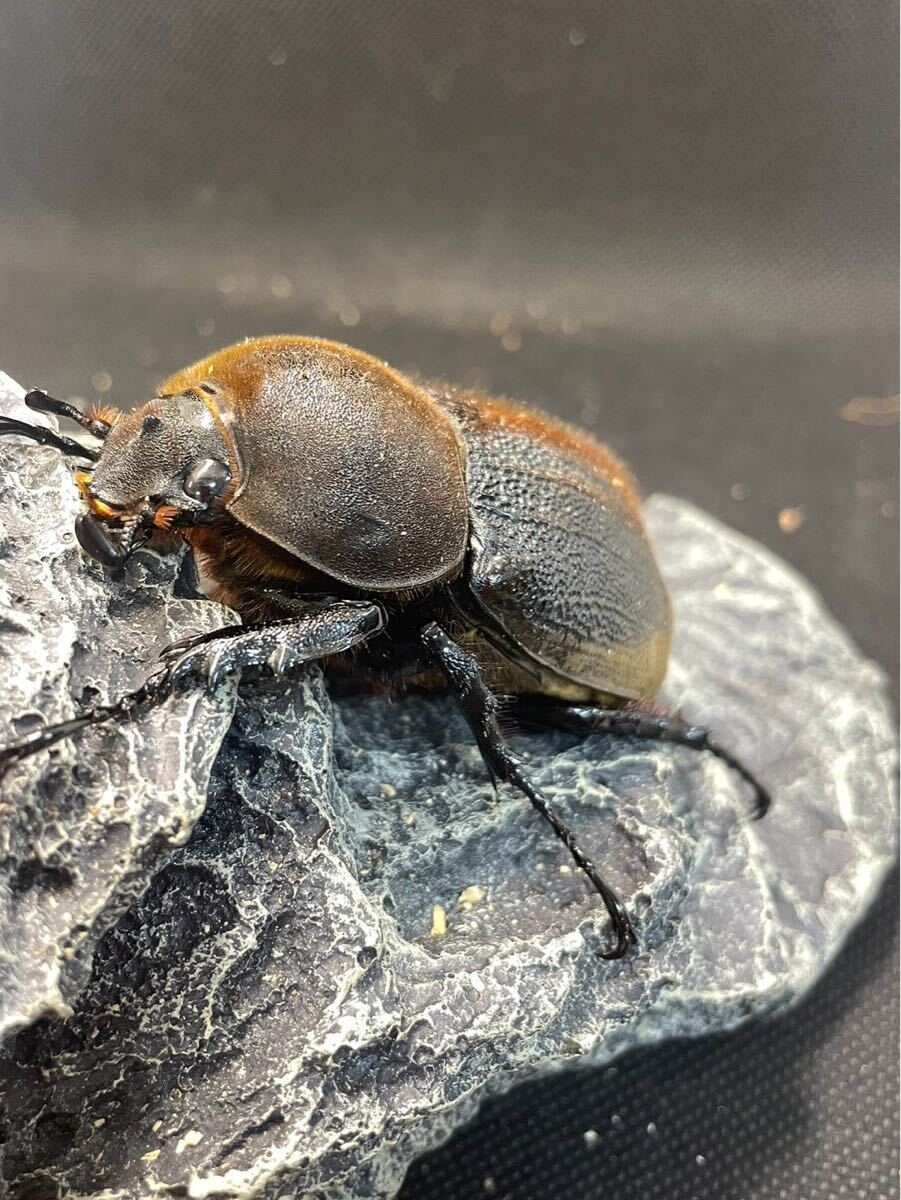 Yahoo!オークション - 【死着補償】大型 ヘラクレスリッキー ♀72 CBF2...