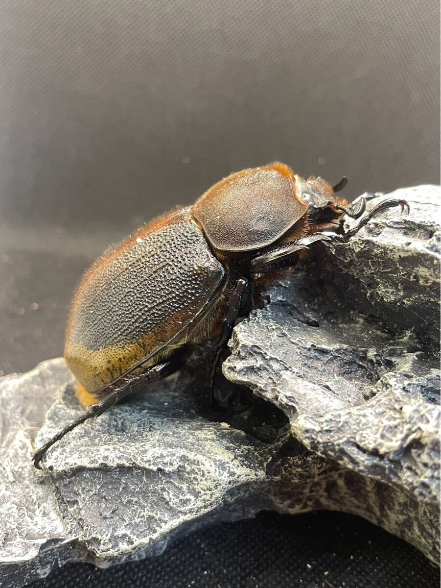 Yahoo!オークション - 【死着補償】大型 ヘラクレスリッキー ♀72 CBF2...