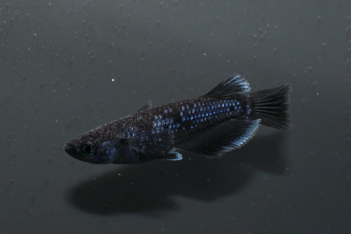 Yahoo!オークション - 【80】曜変天目×プレアデスアースアイ 1ペア(RL...