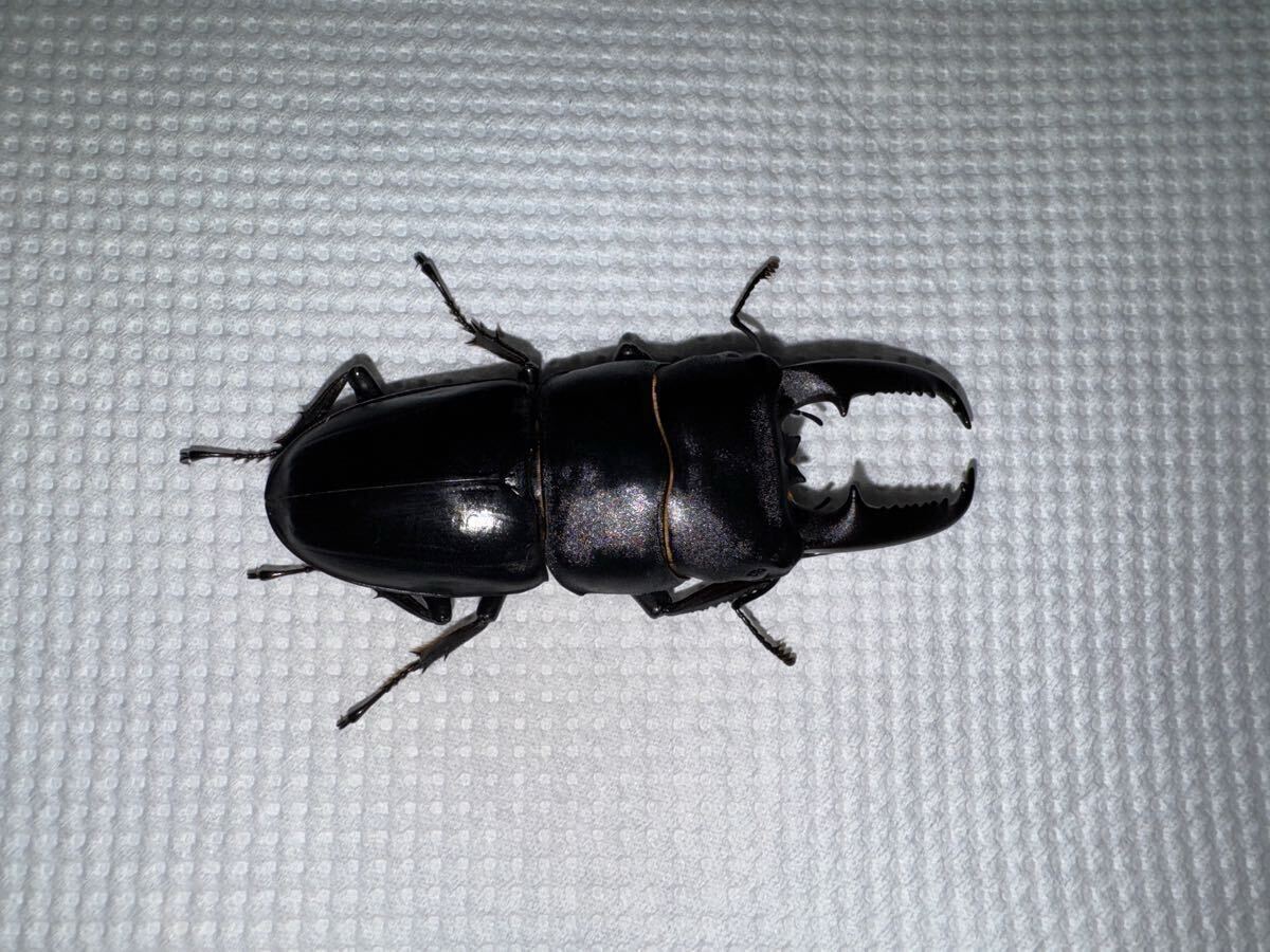 Yahoo!オークション - イキヒラタクワガタ オス単 66mm WF2 新成虫