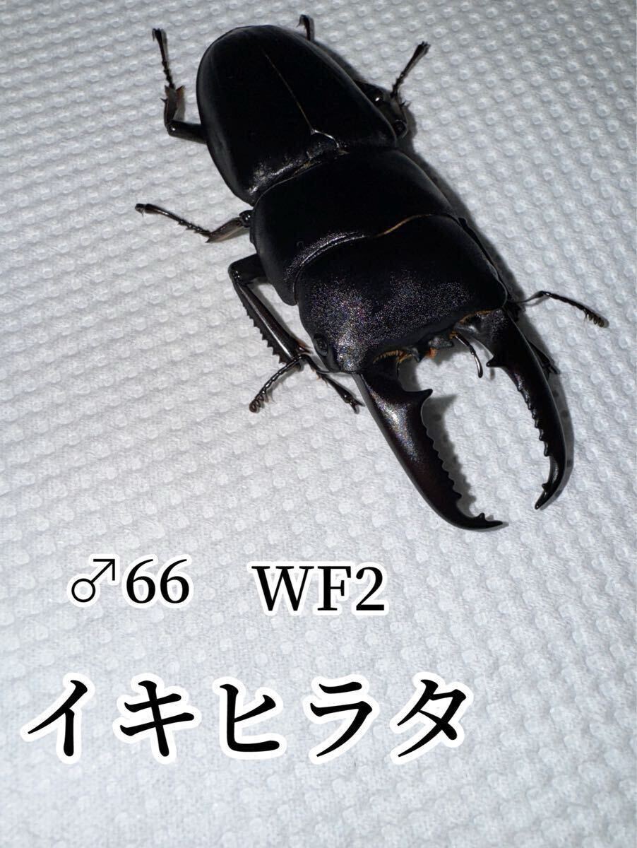 Yahoo!オークション - イキヒラタクワガタ オス単 66mm WF2 新成虫