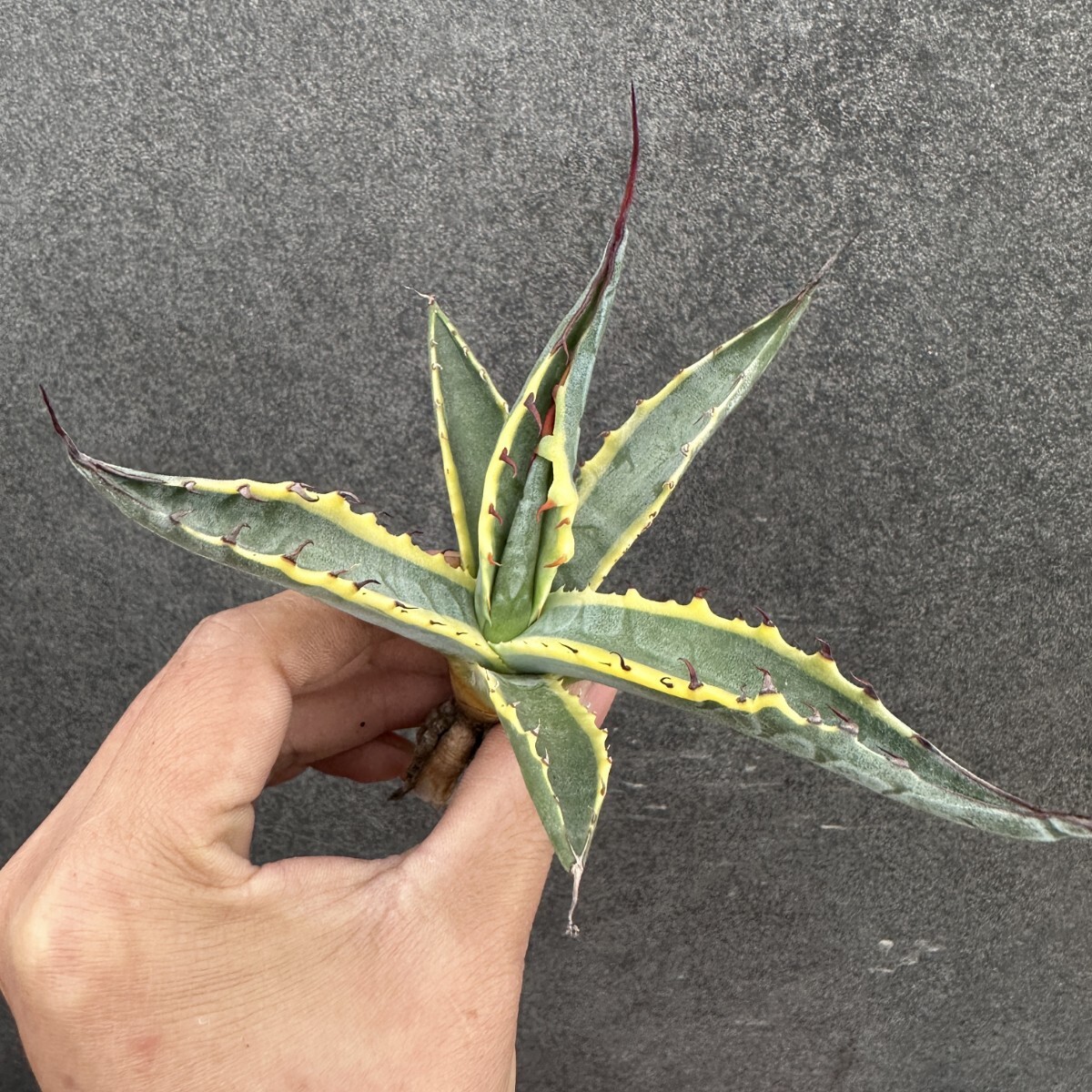 Yahoo!オークション - d47 アガベ モンタナ ティファニー montana アガ...